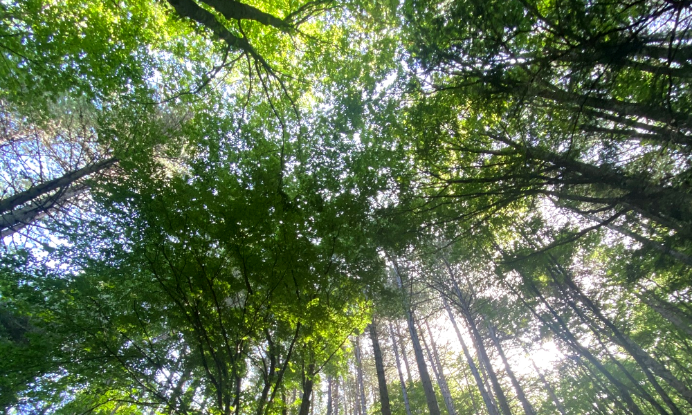 Célébrer la Journée internationale des forêts ce 21 mars